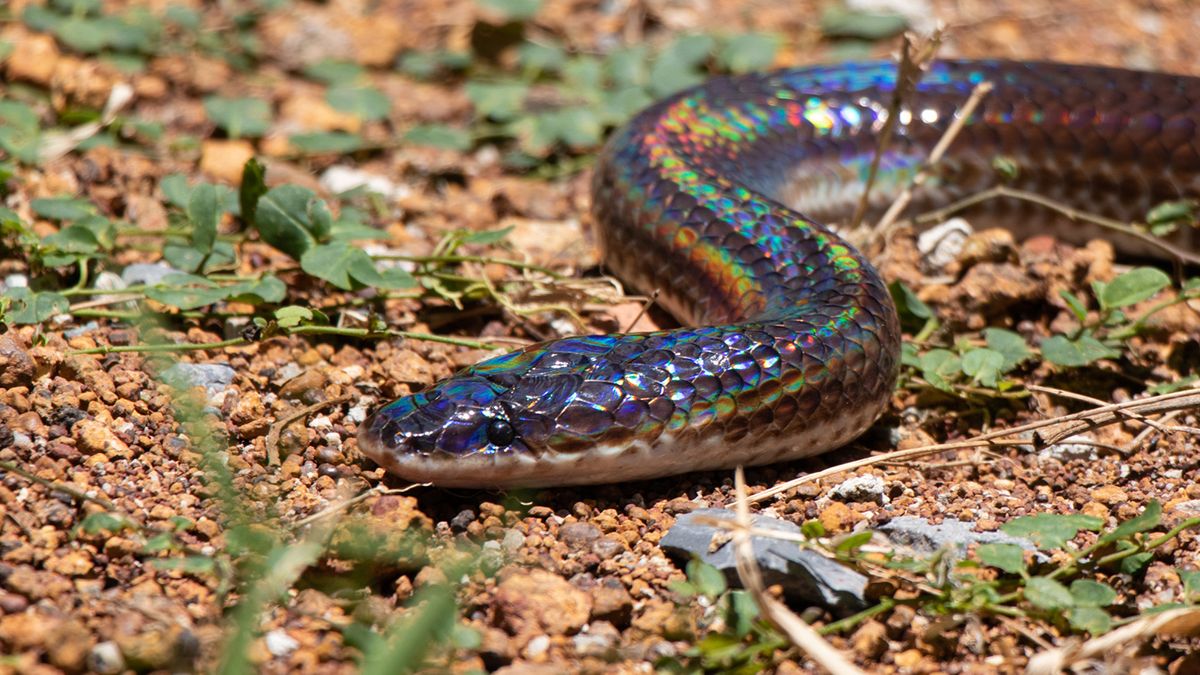 The Visually Stunning Sunbeam Snake Slithers Under the Radar ...