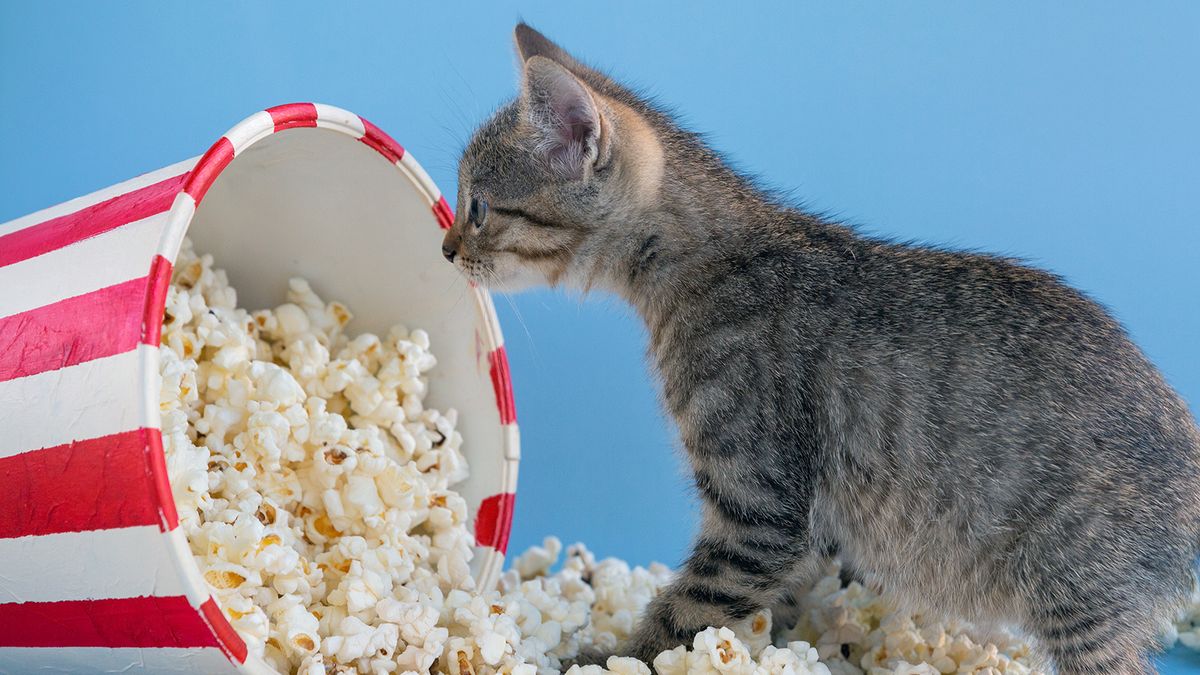 Can Cats Eat Popcorn? What About Buttered Popcorn? | HowStuffWorks