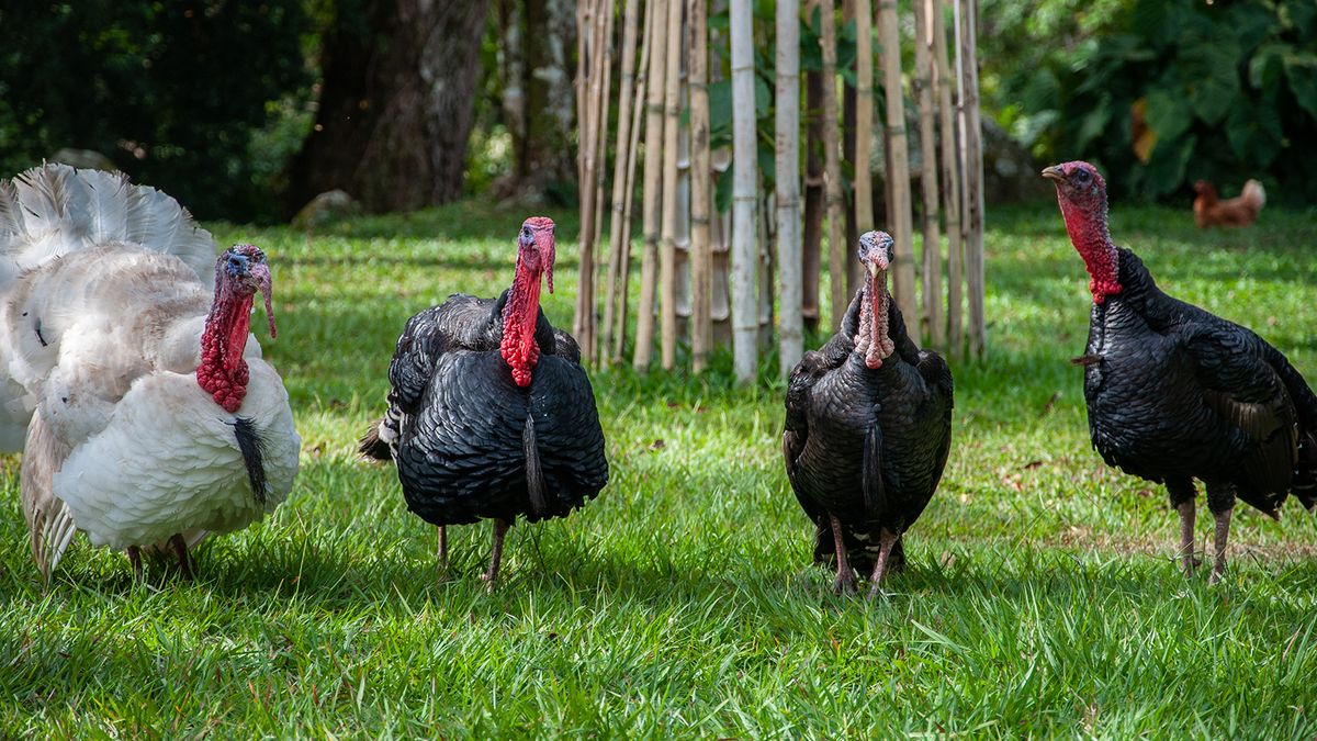What Is a Group of Turkeys Called? Not a Flock or Anything Else You'd ...