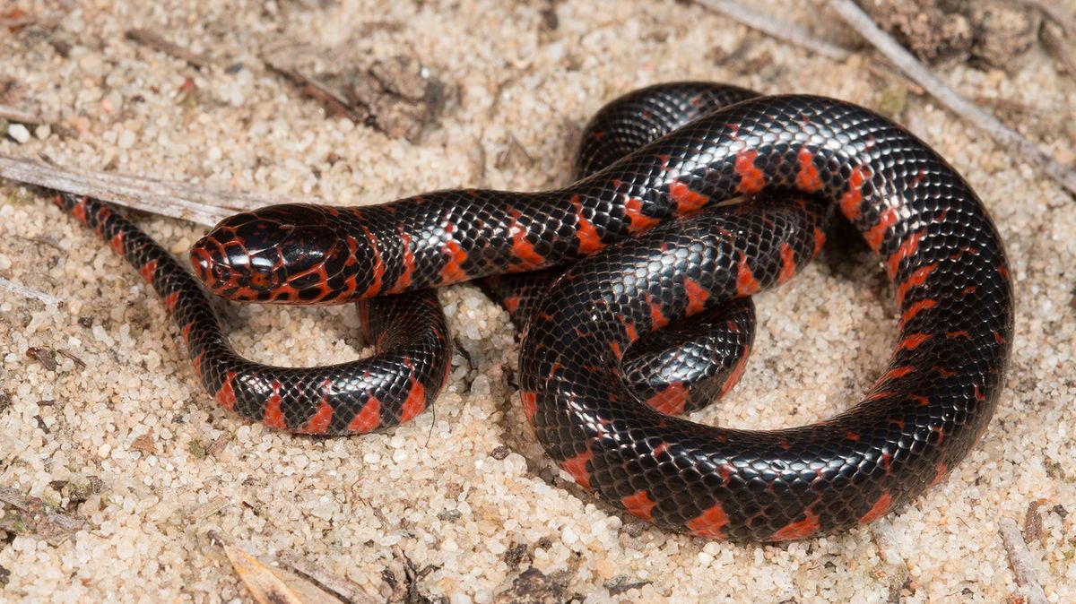 All About the Hoop Snake: Separating Fact From Fiction | HowStuffWorks