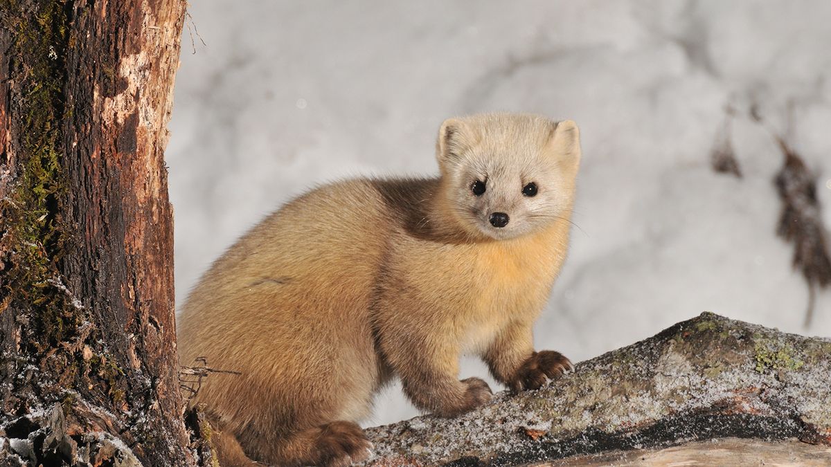 Sable Animal Fur Belongs on Sables, Not on Clothes | HowStuffWorks