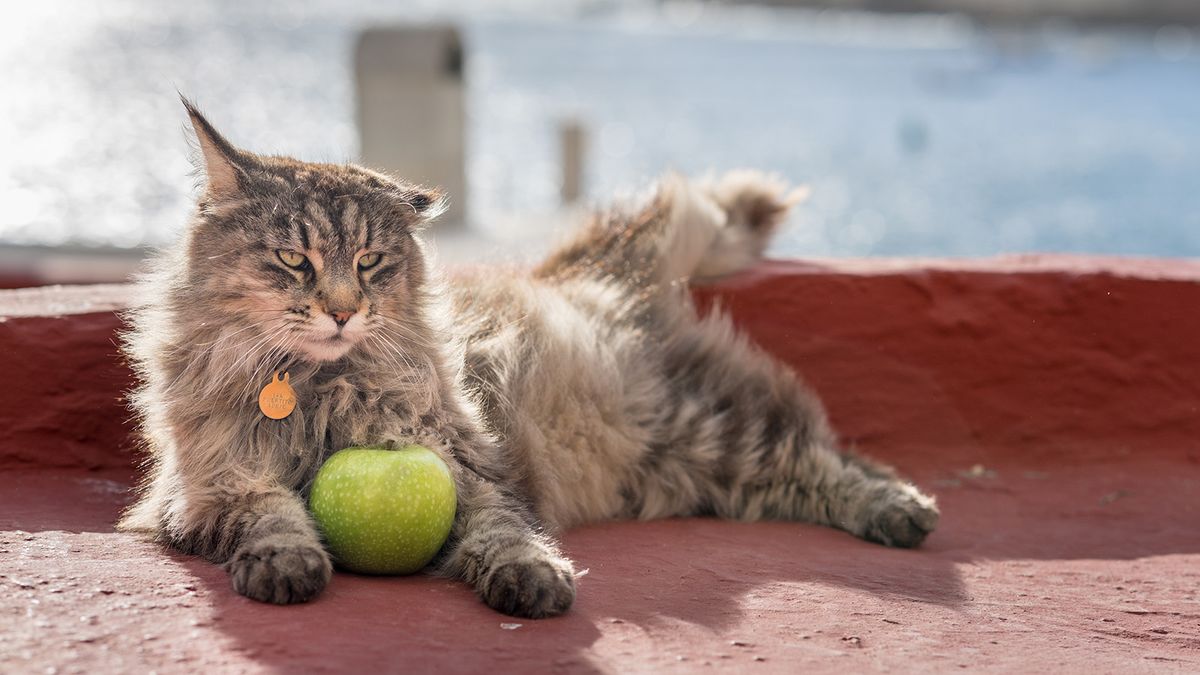 Can Cats Eat Apples? A Note on Cyanide in Apple Seeds | HowStuffWorks