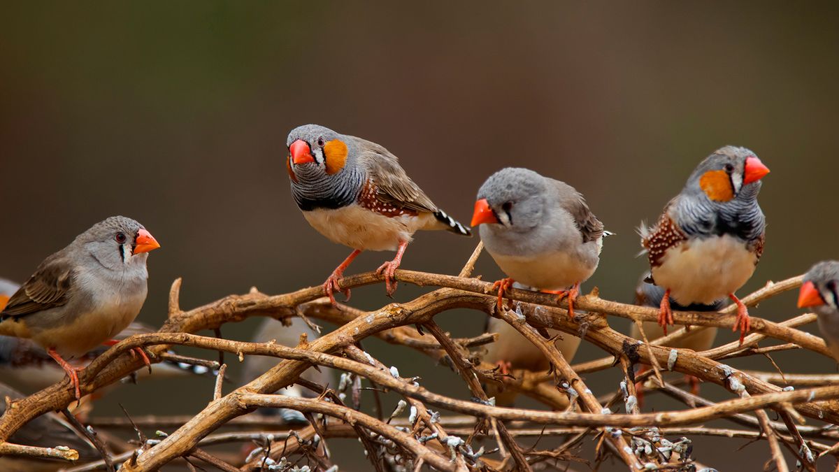What Is a Group of Birds Called? When It's Not a Flock | HowStuffWorks