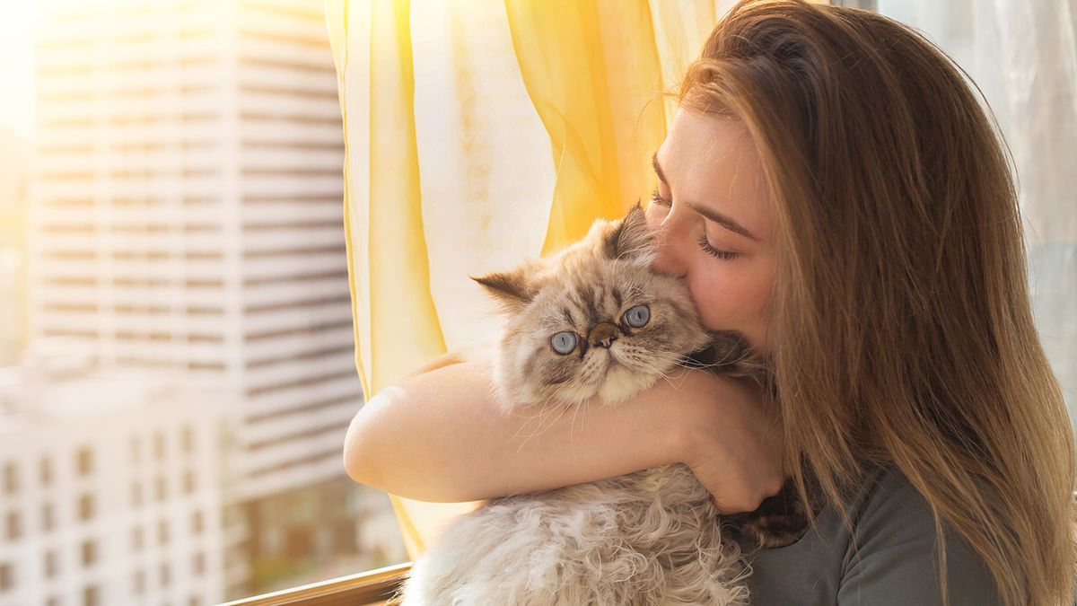 10 Most Affectionate Cat Breeds for Pet Parents Who Need Love Too ...