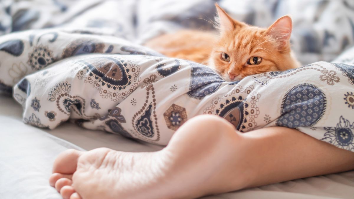 Why Does My Cat Sleep Between My Legs All the Time? | HowStuffWorks