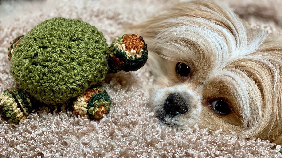 The Shiranian Is a Puppy-sized Pet With a Big Personality | HowStuffWorks