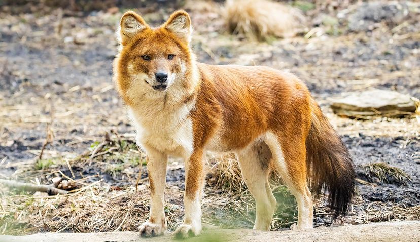 11 Wild Dog Breeds That Aren't Meant to Be Pets | HowStuffWorks