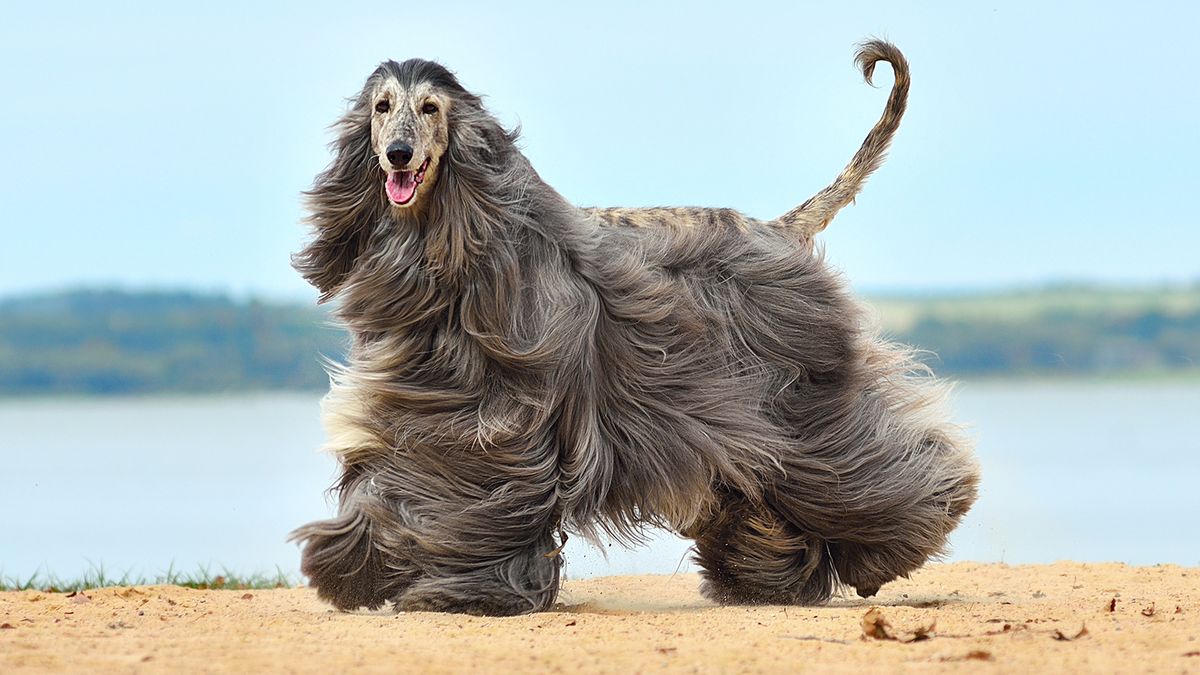 10 'Hypoallergenic' Dogs (No Dog Is Completely Allergen-Free ...