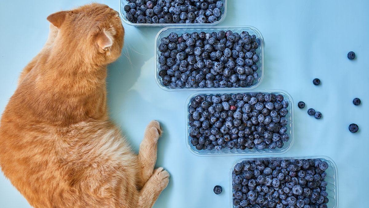 Can Cats Eat Blueberries Safely? | HowStuffWorks