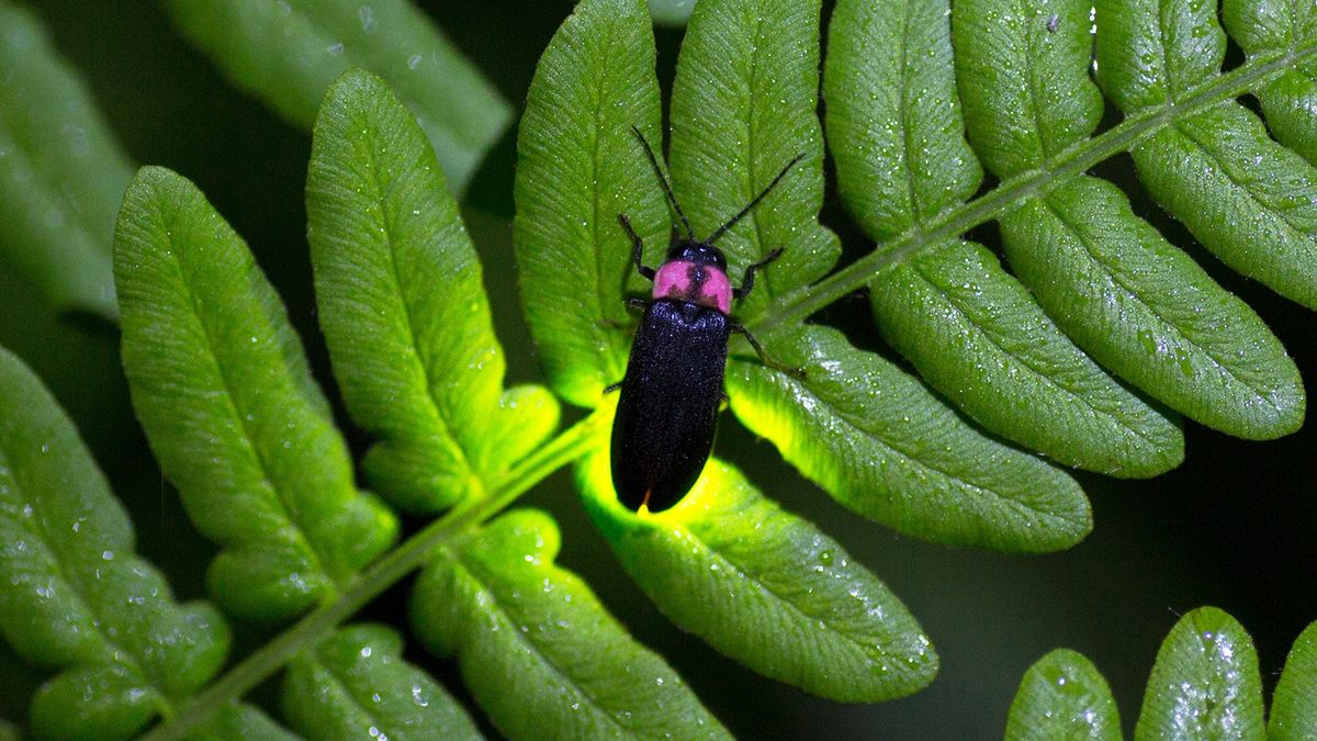 Lightning Bug vs. Firefly: Regional Names for the Same Species ...