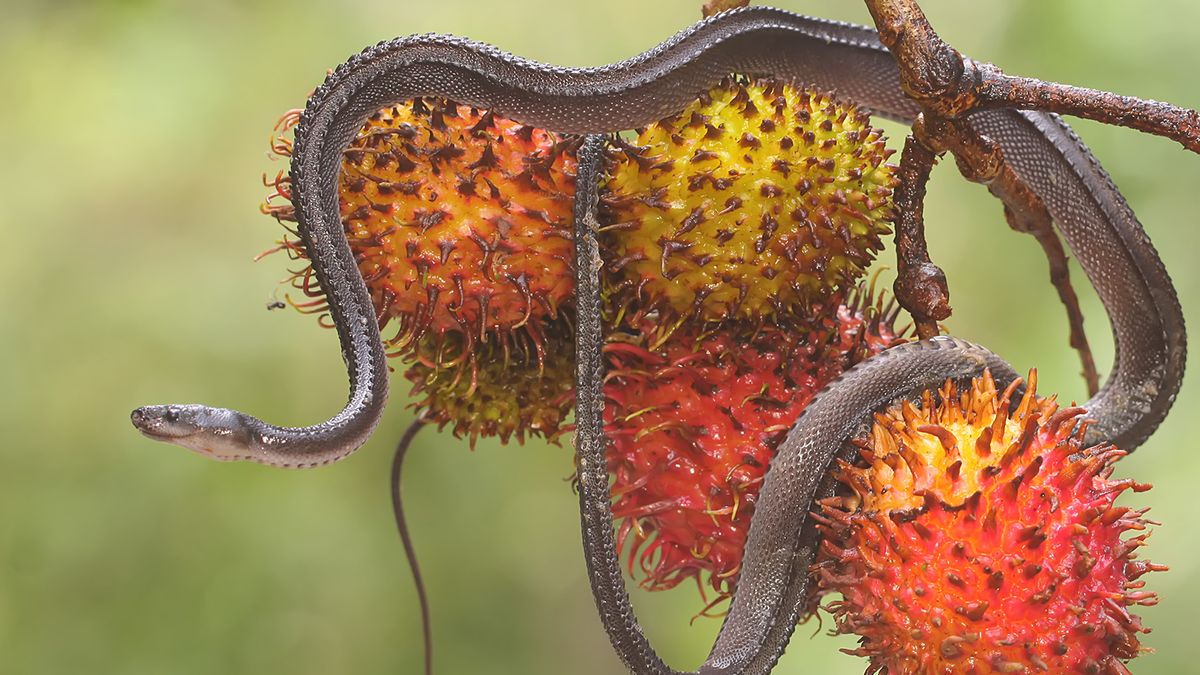 The Dragon Snake Is Too Finnicky for Most Pet Owners | HowStuffWorks