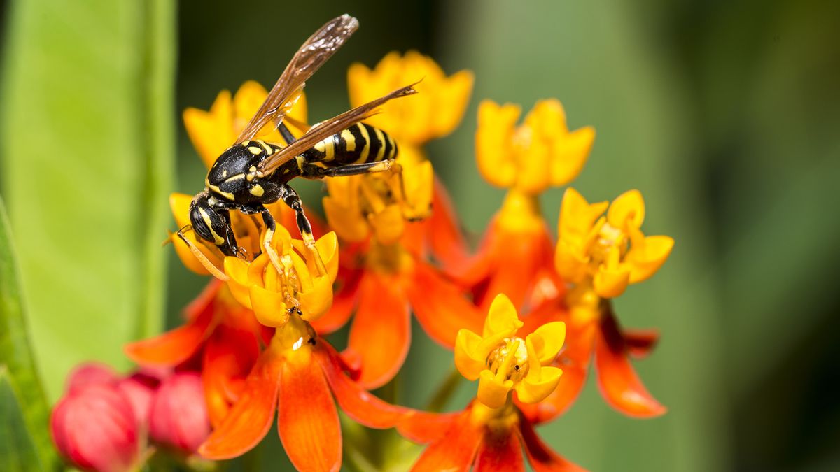 Yellow Jacket vs. Wasp Identification Tips | HowStuffWorks
