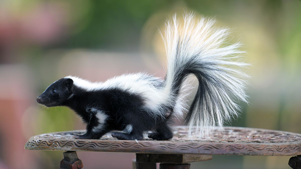 What Is a Group of Skunks Called? Here's Why You've Never Asked Before ...