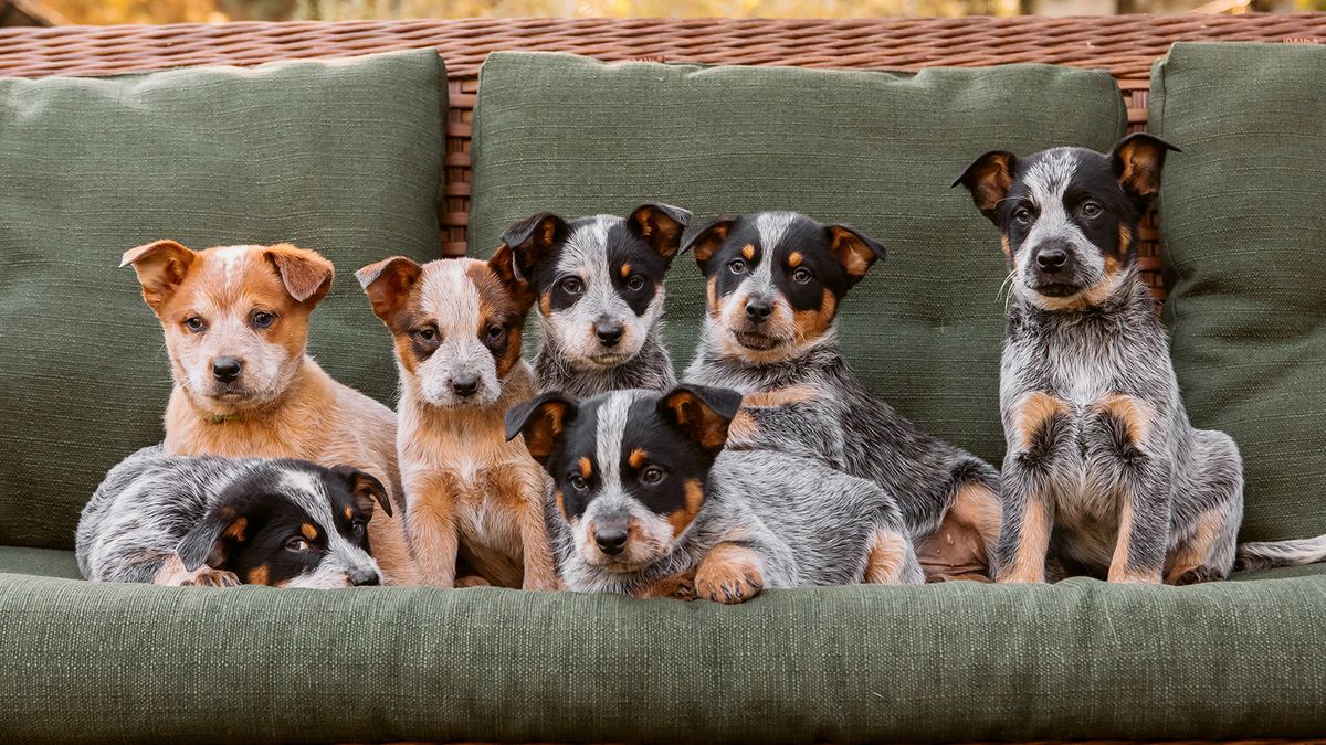 Red Heeler vs. Blue Heeler: Distinguishing Between Cattle Dogs ...
