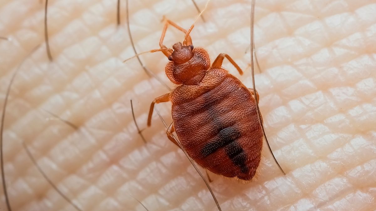 Where Do Bed Bugs Originate From? | HowStuffWorks