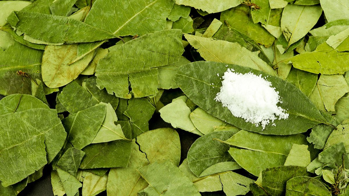 Where Does Cocaine Originate From? All About the Coca Plant | HowStuffWorks