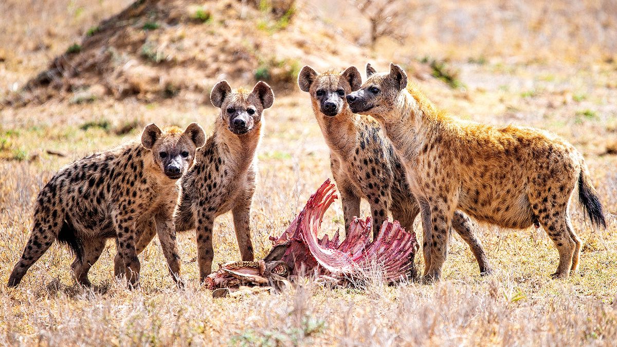 What Is a Group of Hyenas Called? Not a Pack or a Herd but a ...