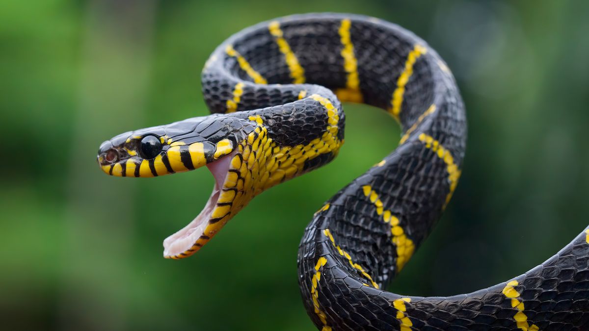 The Mangrove Snake Is a Tree-dwelling Hunter | HowStuffWorks