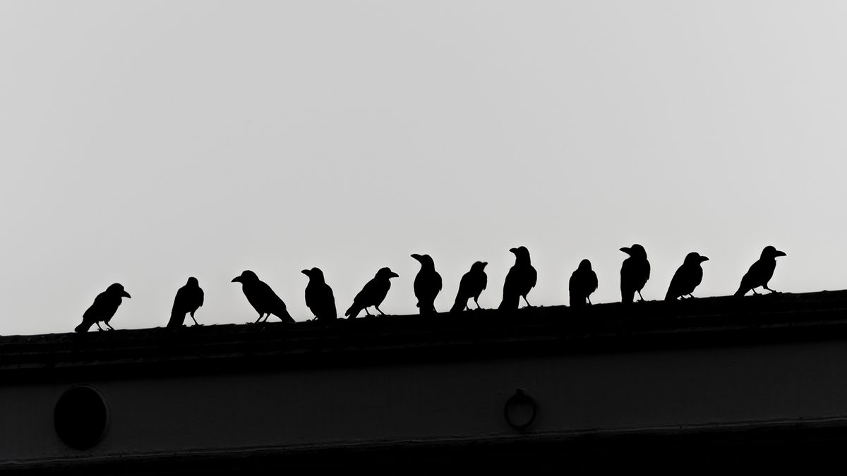 What Is a Group of Crows Called? Murder, Mob, and More | HowStuffWorks