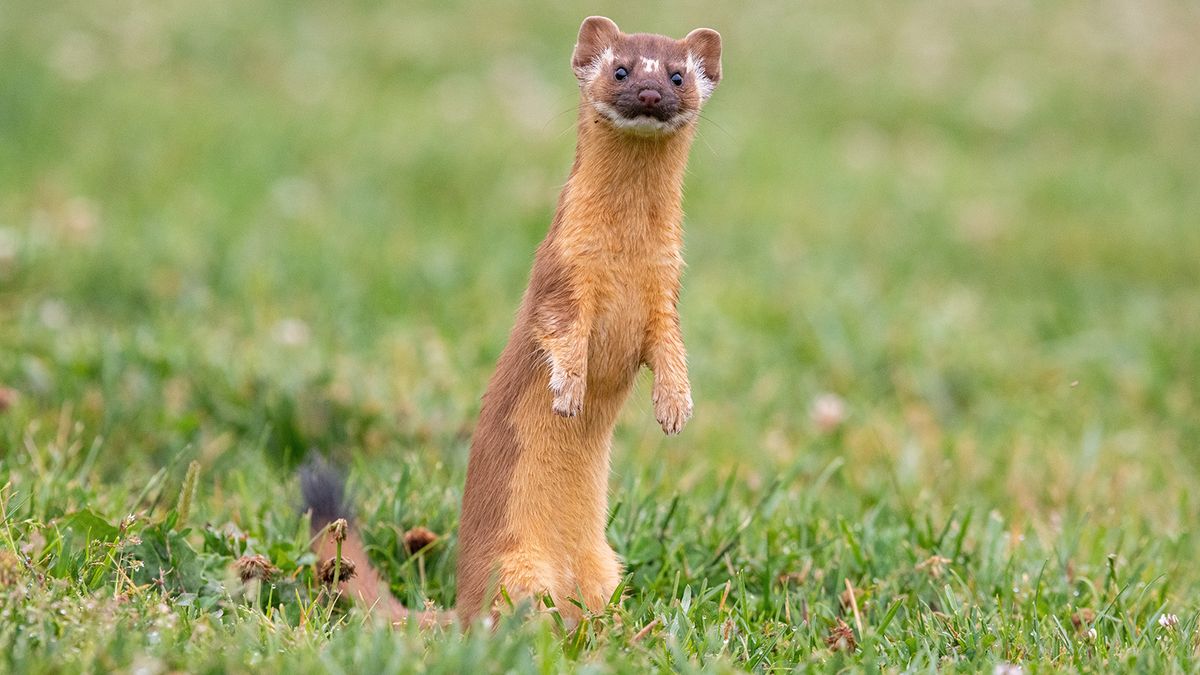 Ferret vs. Weasel: Which Is a Pet and Which Is Wild? | HowStuffWorks