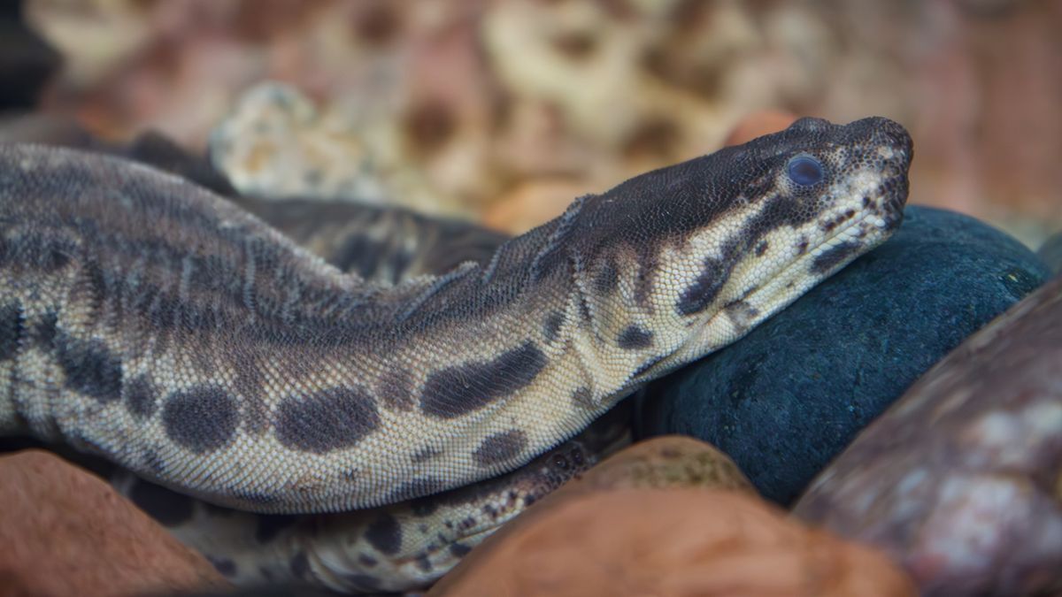 The Elephant Trunk Snake Is Fully Aquatic | HowStuffWorks