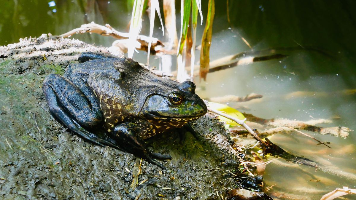 The Bullfrog Is So Resilient, It's Invasive | HowStuffWorks