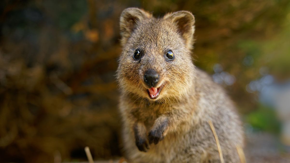 Quokka Smiling Sleeping