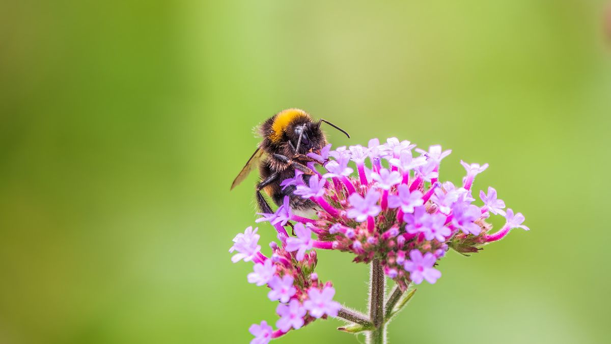 Carpenter Bee vs. Bumble Bee Identification Tips | HowStuffWorks