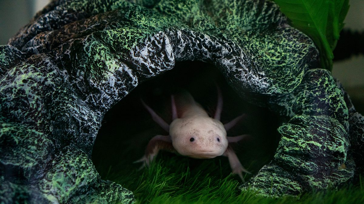 Axolotl Colors: The Natural, the Lab-made, and the Fictional ...