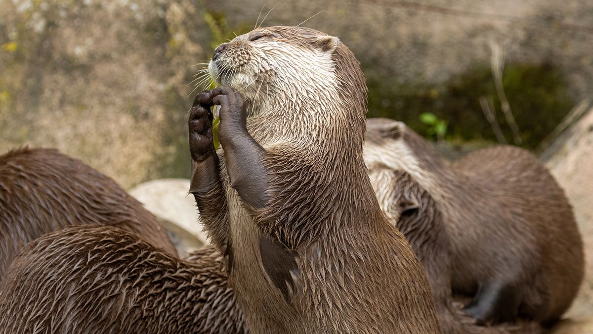 What Is a Group of Otters Called? The Official Terms Are Adorable ...