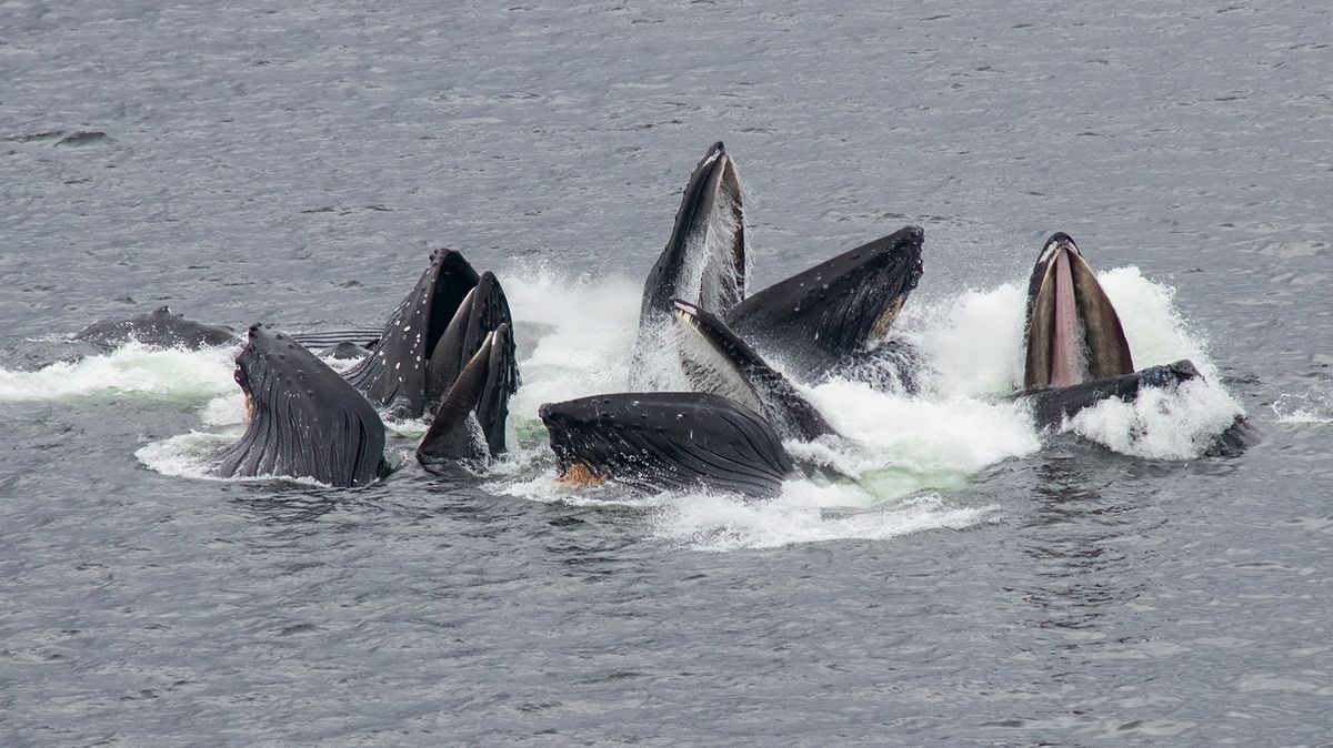 What Is a Group of Whales Called? Pods, Gams, Herds (but Not Schools ...