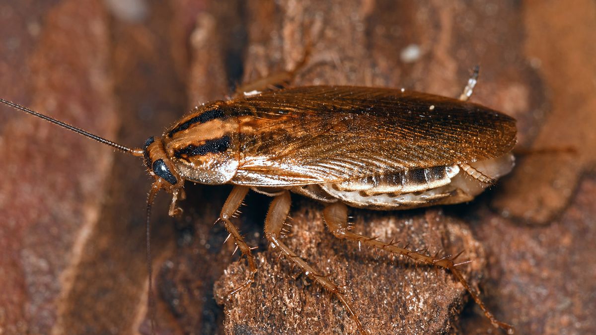 Water Bug vs. Roach Identification: Which Are You Dealing With? | HowStuffWorks