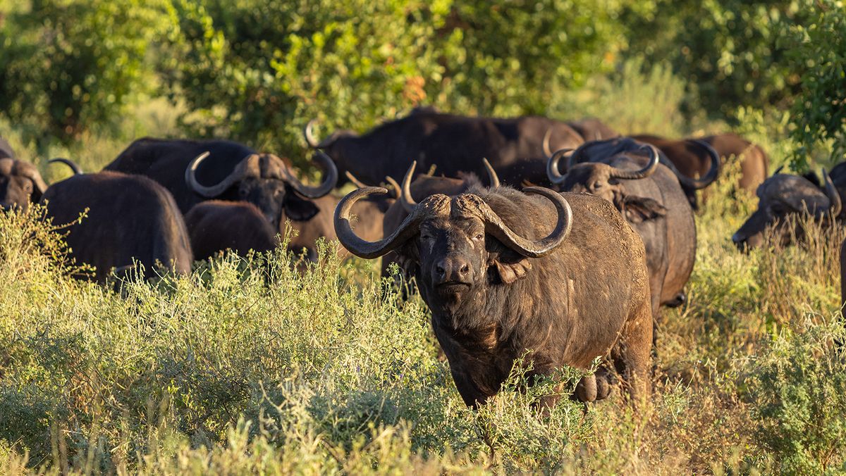 What Is a Group of Buffalo Called? Hint: It Also Applies to Bison ...