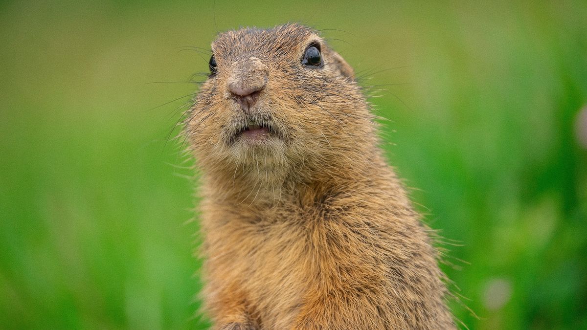 Groundhog vs. Gopher Habits and Identification | HowStuffWorks