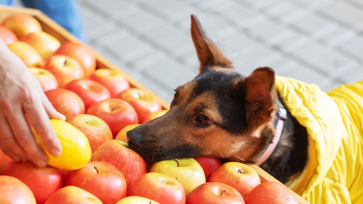 Can Dogs Eat Apples or Applesauce? | HowStuffWorks