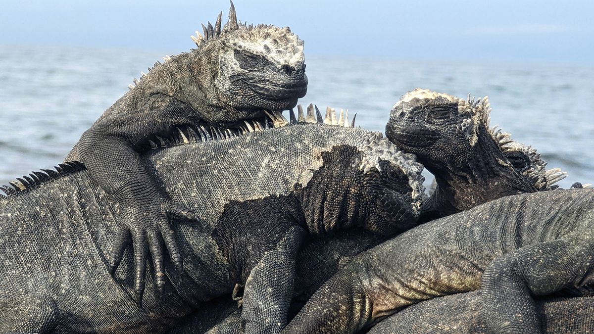 What Is a Group of Lizards Called? Not a Colony or a Pile but a ...