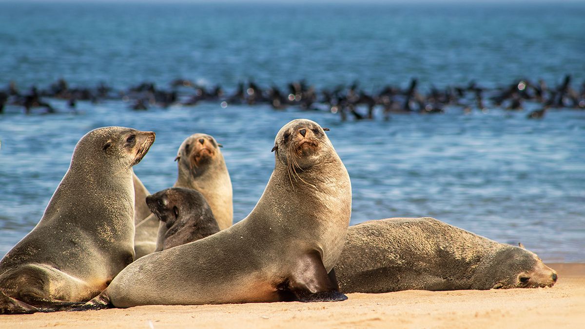 What Is a Group of Seals Called? Depends Where It Is | HowStuffWorks