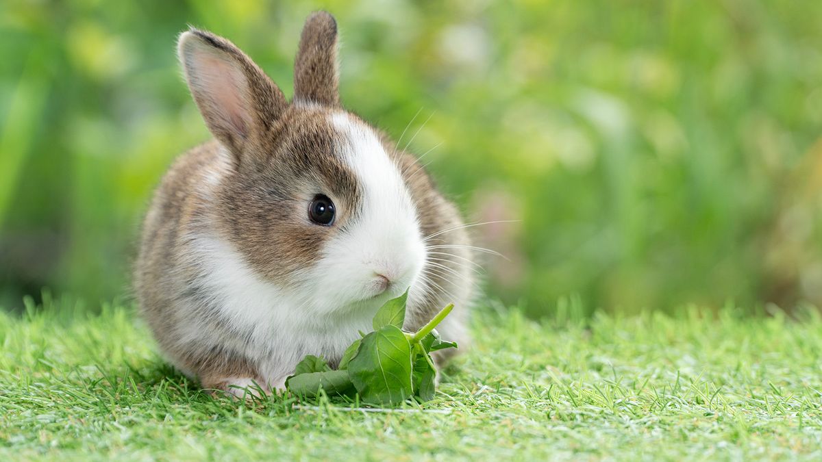 Hare vs. Rabbit Differences: Ears, Speed, and Social Behavior ...