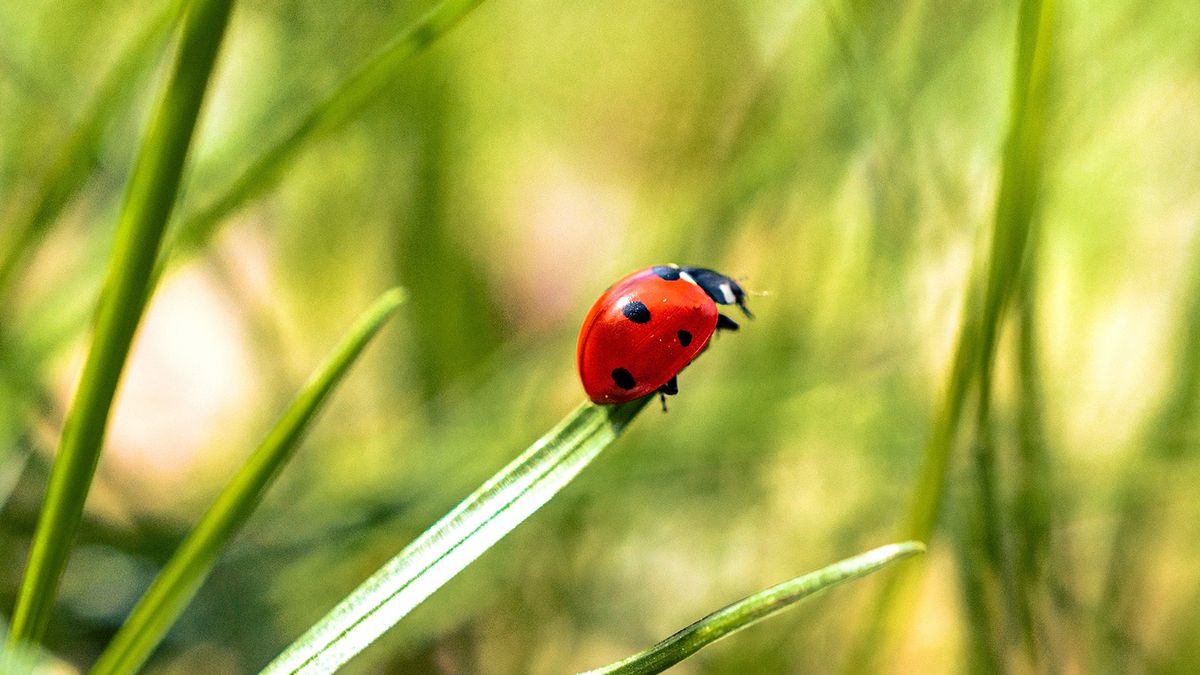 Asian Lady Beetle vs. Ladybug: Yes, There's a Difference | HowStuffWorks