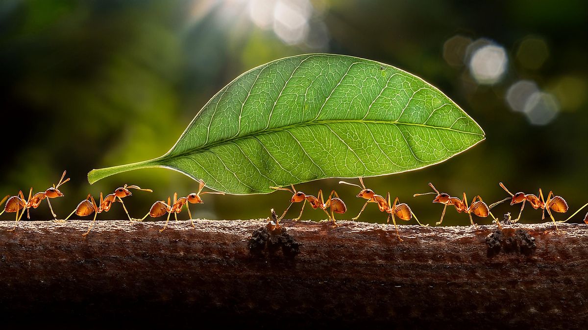 What Is a Group of Ants Called? Army vs. Colony vs. Swarm | HowStuffWorks