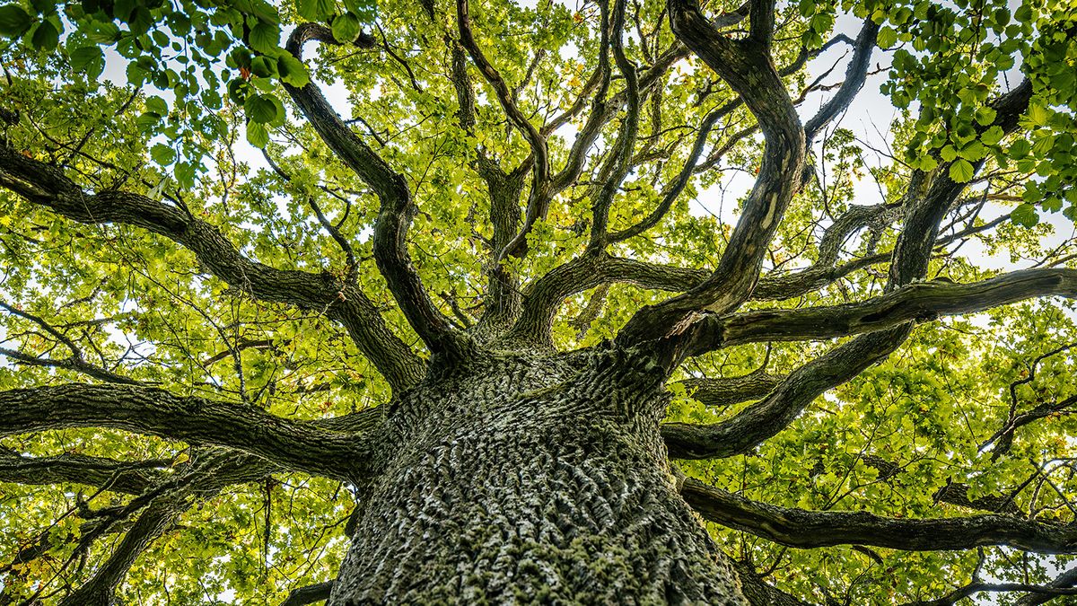 6 Types of Plants That Most Flora Fall Into | HowStuffWorks