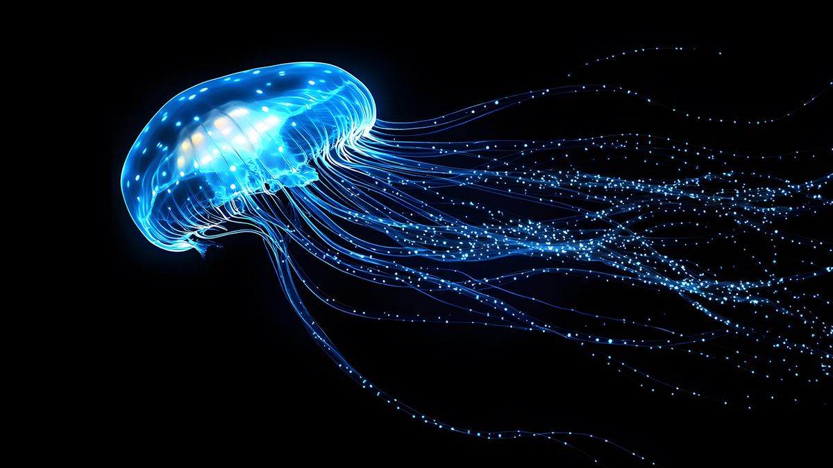 How Bioluminescent Jellyfish Get Their Signature Glow | HowStuffWorks