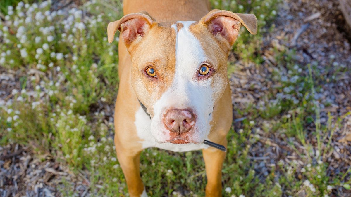 10 'Scariest' Dog Breeds: Reputation vs. Reality | HowStuffWorks