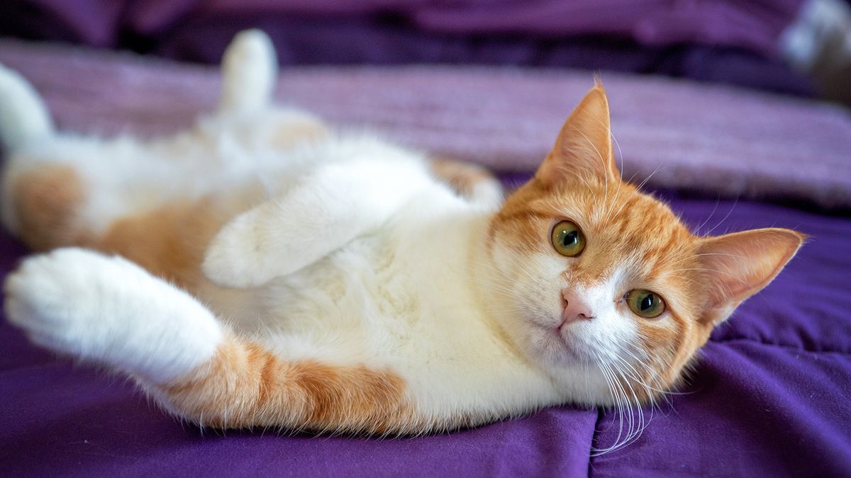 Do Cats Have Periods? Not Like Humans, but Cats Do Have Cycles ...