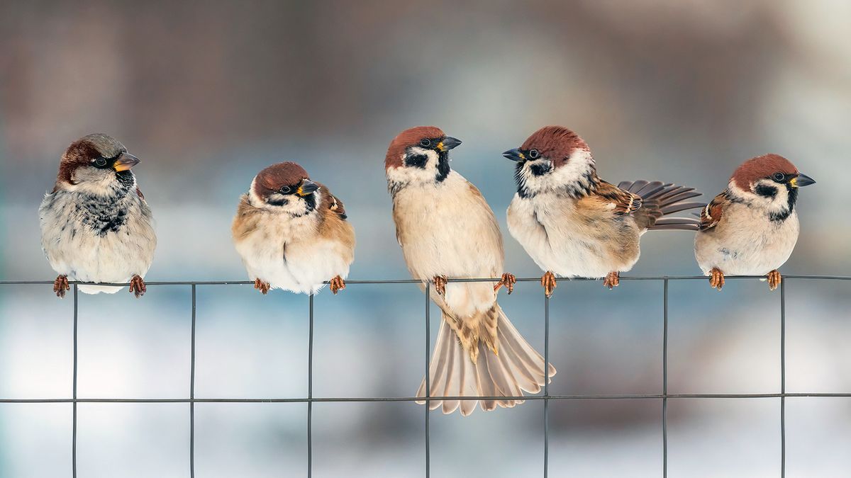What Is a Group of Sparrows Called? Reminiscent of Their Chatter ...