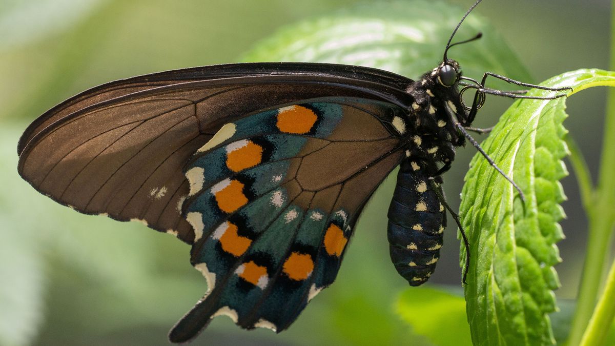 Swallowtail Butterfly Species Are as Picky as They Are Pretty ...
