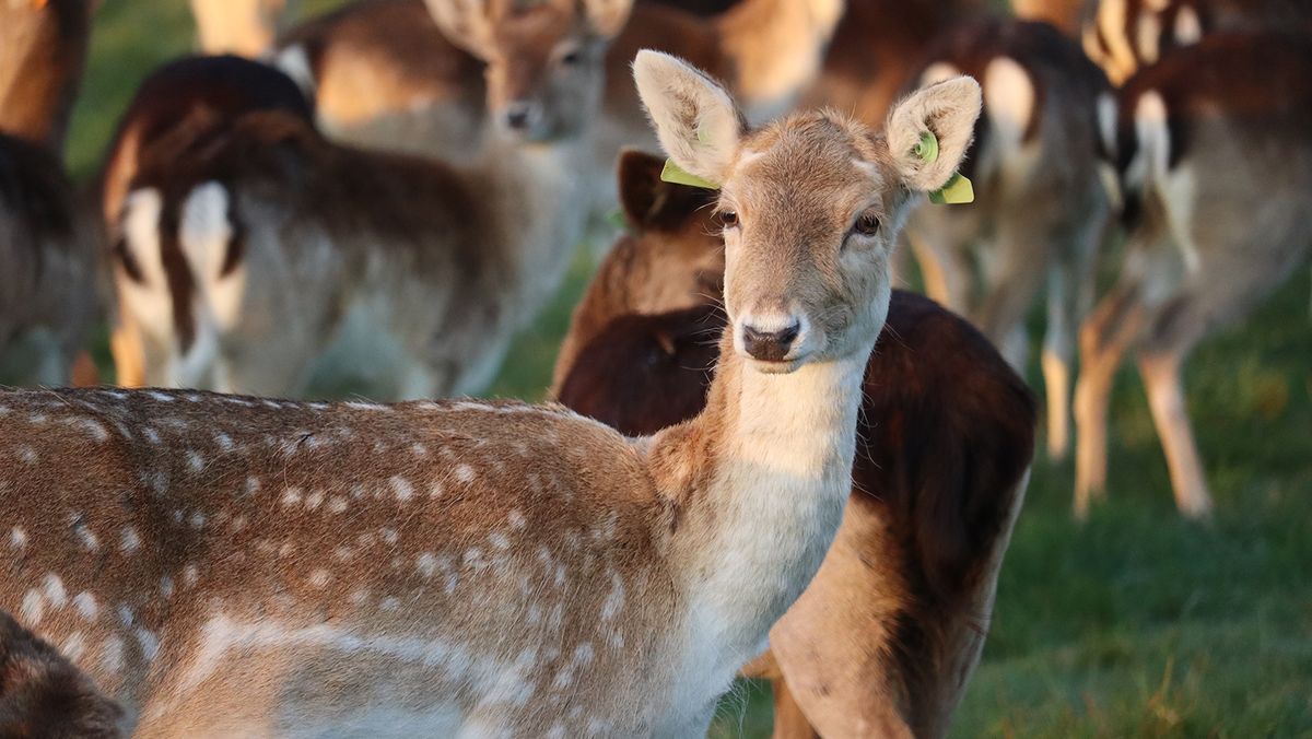 What Is a Group of Deer Called? More Names Than Simply 'Herd ...