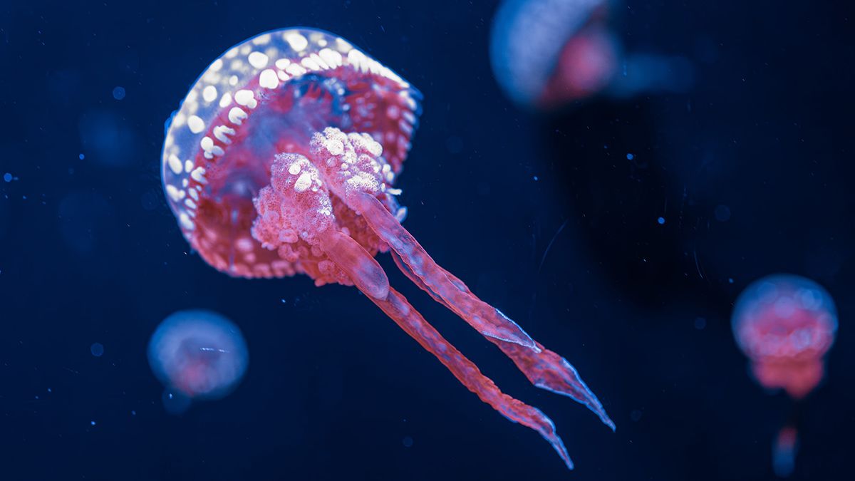 How Do Jellyfish Eat Without Teeth? | HowStuffWorks