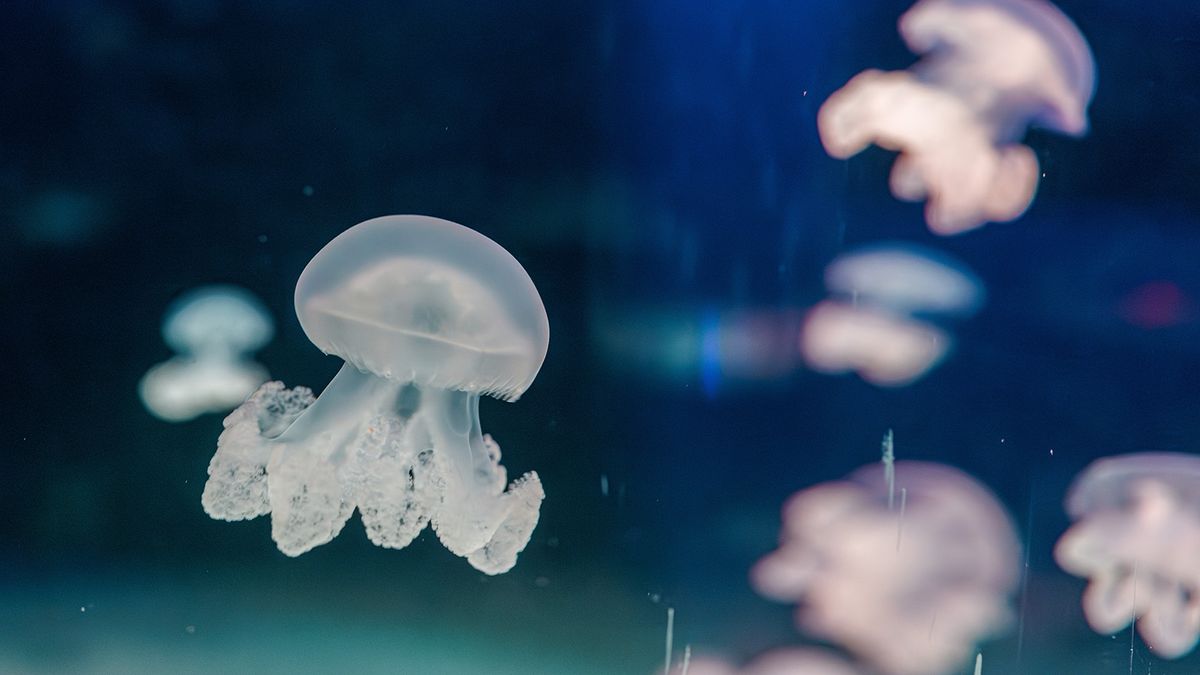 How Do Jellyfish Reproduce? Egg Laying vs. Self-cloning | HowStuffWorks