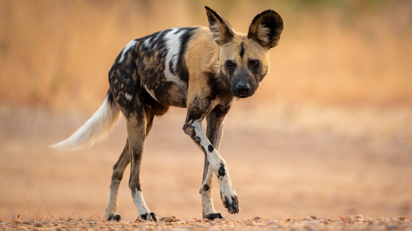 11 Wild Dog Breeds That Aren't Meant to Be Pets | HowStuffWorks